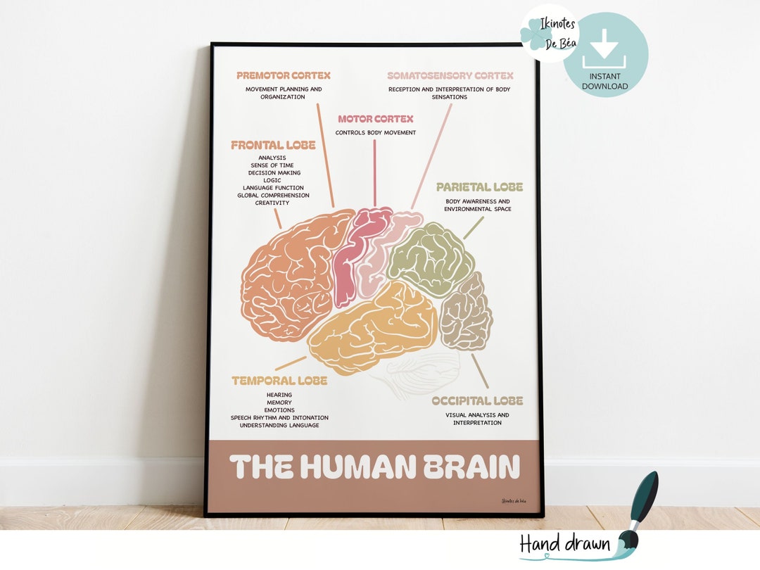 Human Brain Poster Therapy Office Decor Psychomotor Poster - Etsy