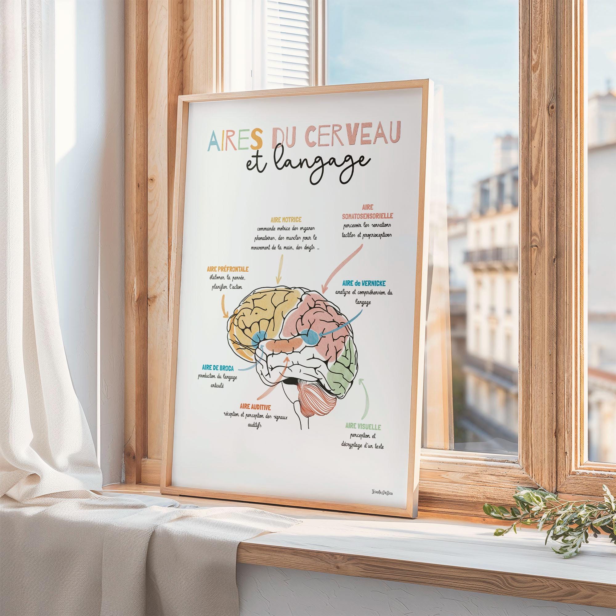 Speech Therapy Wall Art, Brain Anatomy Print in French, Language in the ...