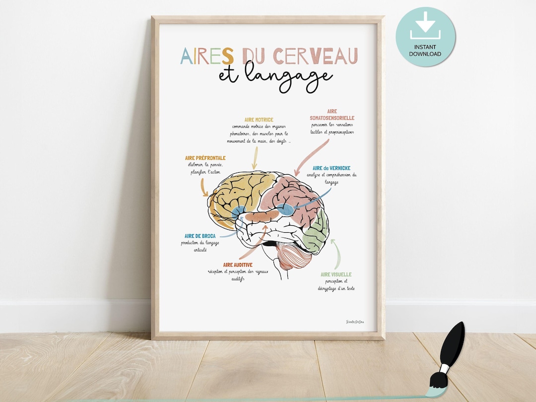 Brain Anatomy in French, Speech Therapy Poster, Speech Language ...