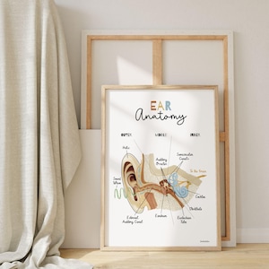 Ear Anatomy Poster Speech Therapy L ENT Office Decor, Speech Therapist ...