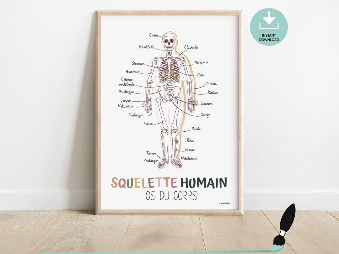Human Skeleton Poster in French, Human Body Bones, Medical Wall Decor ...
