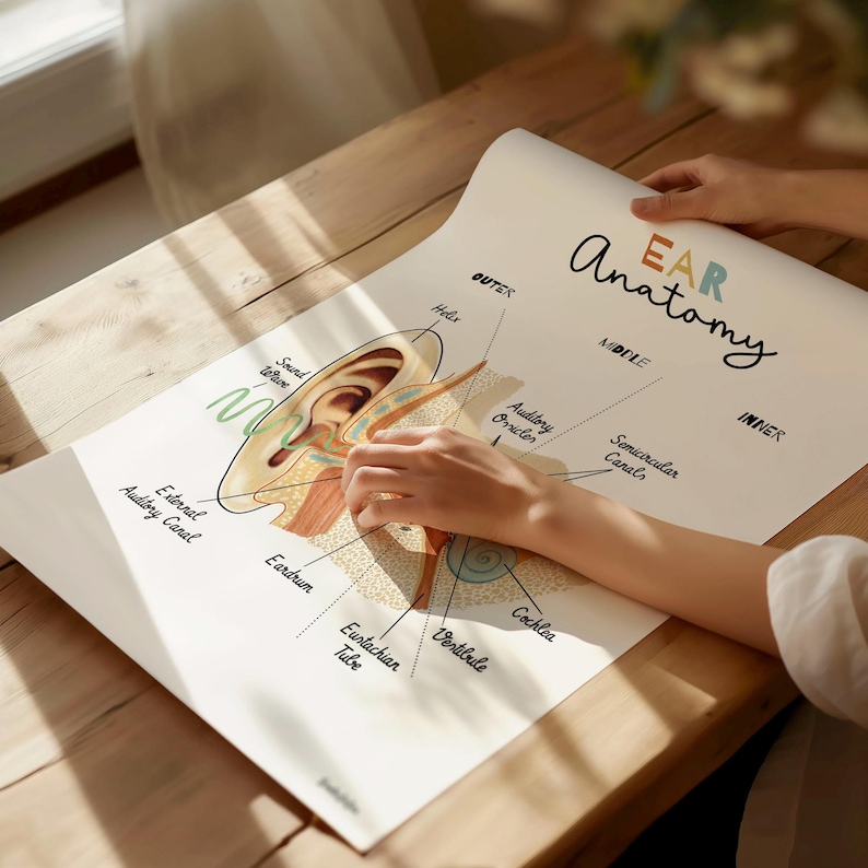 Ear Anatomy Poster Speech Therapy L ENT Office Decor, Speech Therapist ...