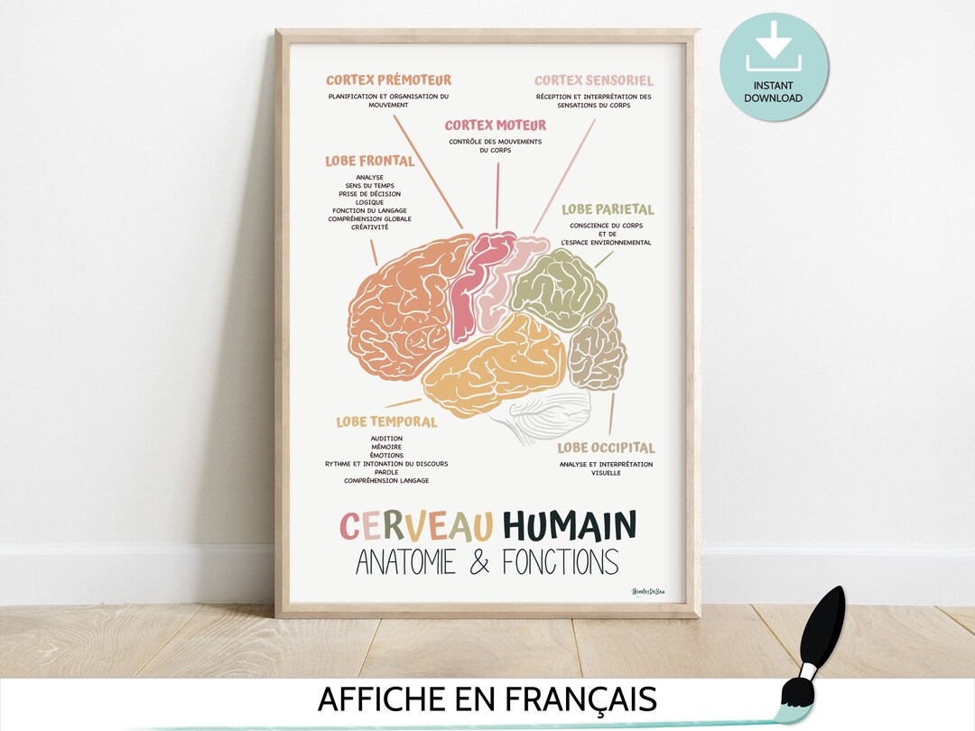 Brain Anatomy Poster in French, Therapy Office Decor, Human Brain Wall ...