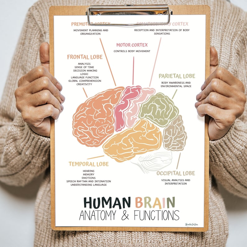 Anatomy and Functions Human Brain Poster, Therapy Office Decor, Human ...