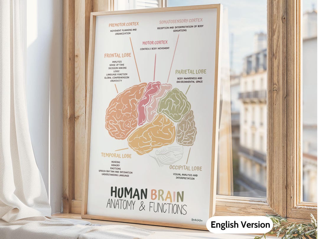 Anatomy and Functions Human Brain Poster, Therapy Office Decor, Human ...