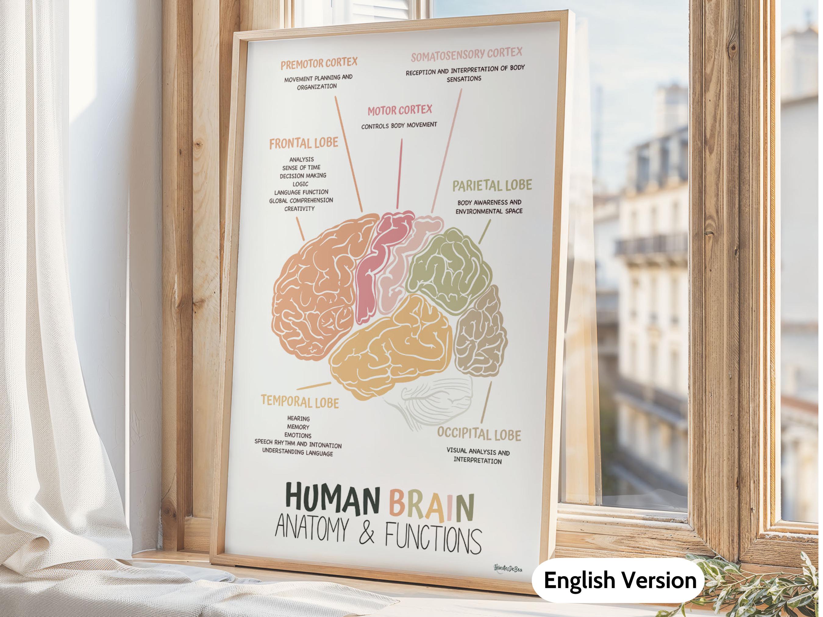 Anatomy and Functions Human Brain Poster, Therapy Office Decor, Human ...