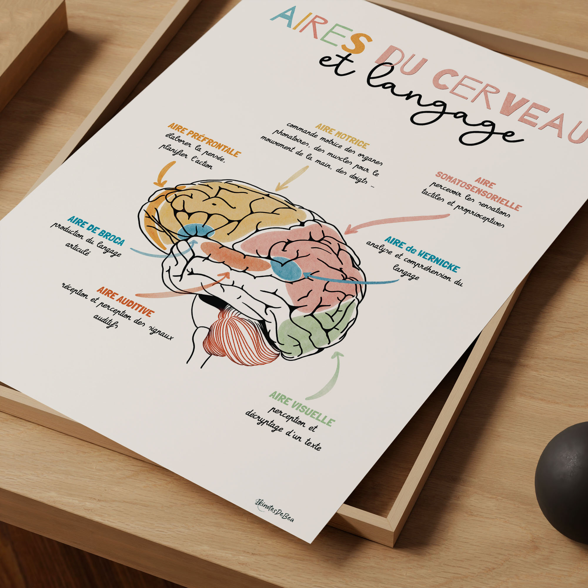Brain Anatomy in French, Speech Therapy Poster, Speech Language ...