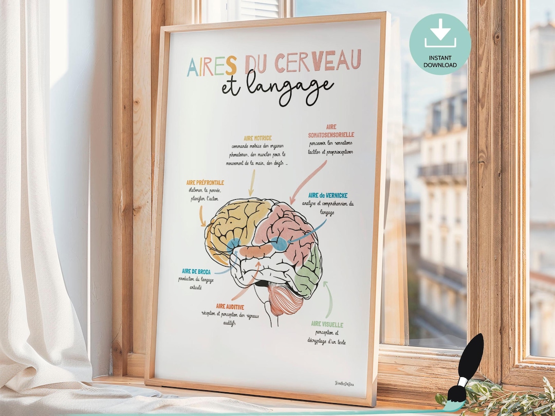 Brain Anatomy in French, Speech Therapy Poster, Speech Language ...