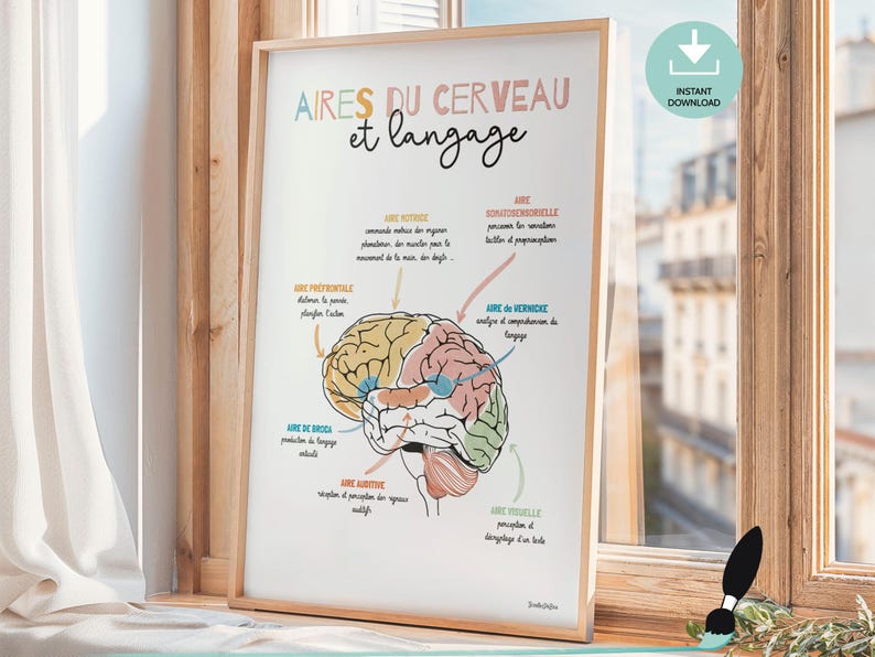 Brain Anatomy in French, Speech Therapy Poster, Speech Language ...