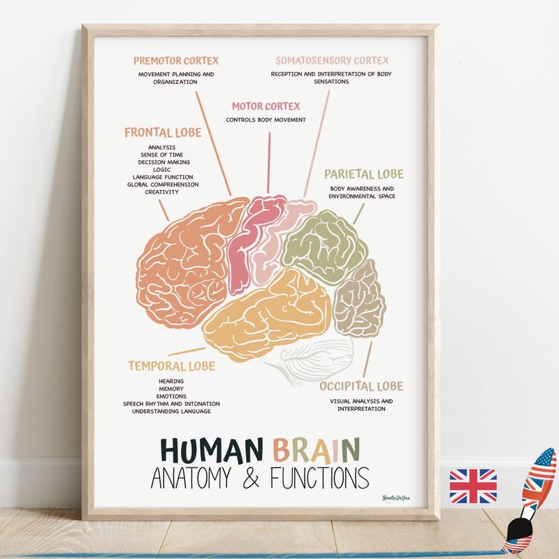 Brain - Etsy