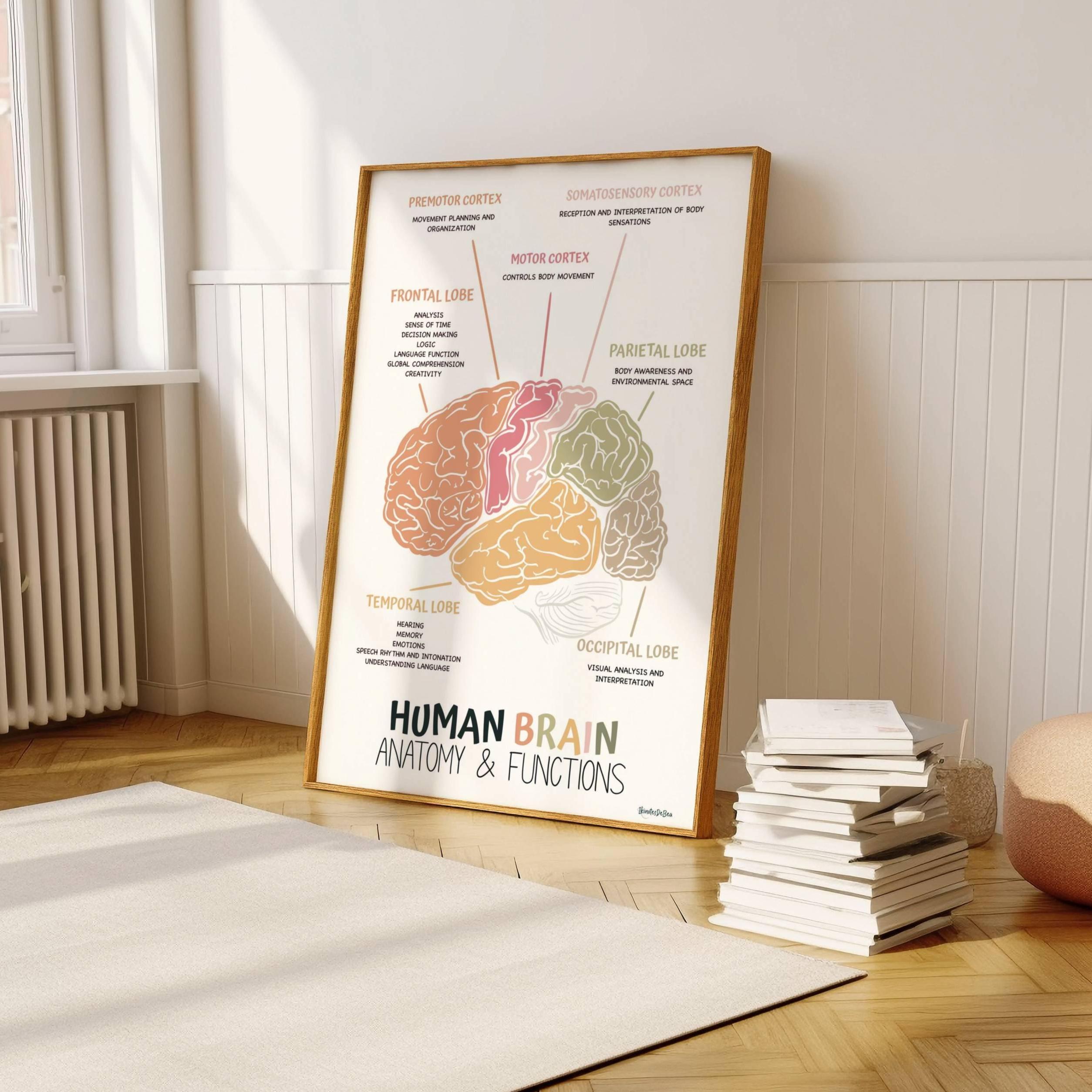 Anatomy and Functions Human Brain Poster, Therapy Office Decor, Human ...