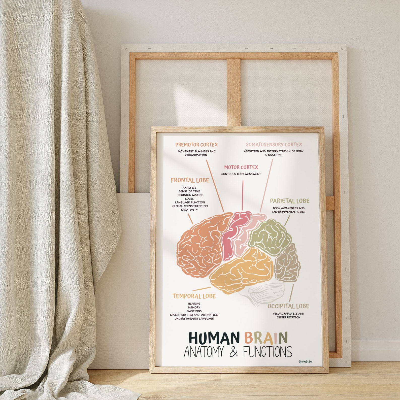 Anatomy and Functions Human Brain Poster, Therapy Office Decor, Human ...