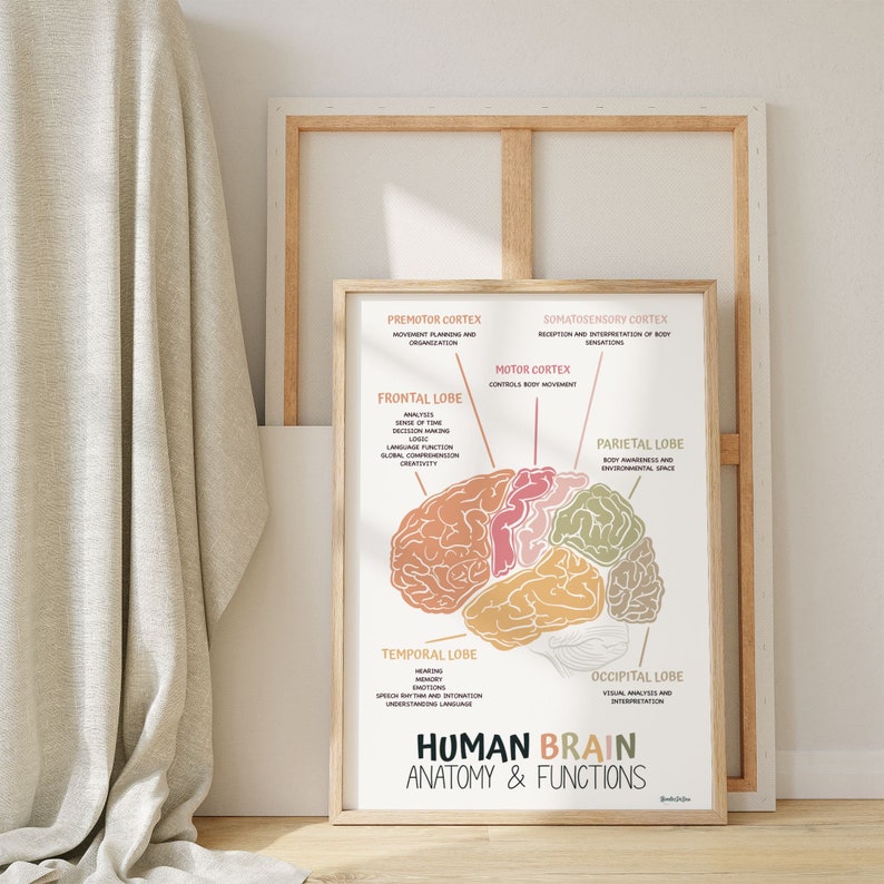 Anatomy and Functions Human Brain Poster, Therapy Office Decor, Human ...