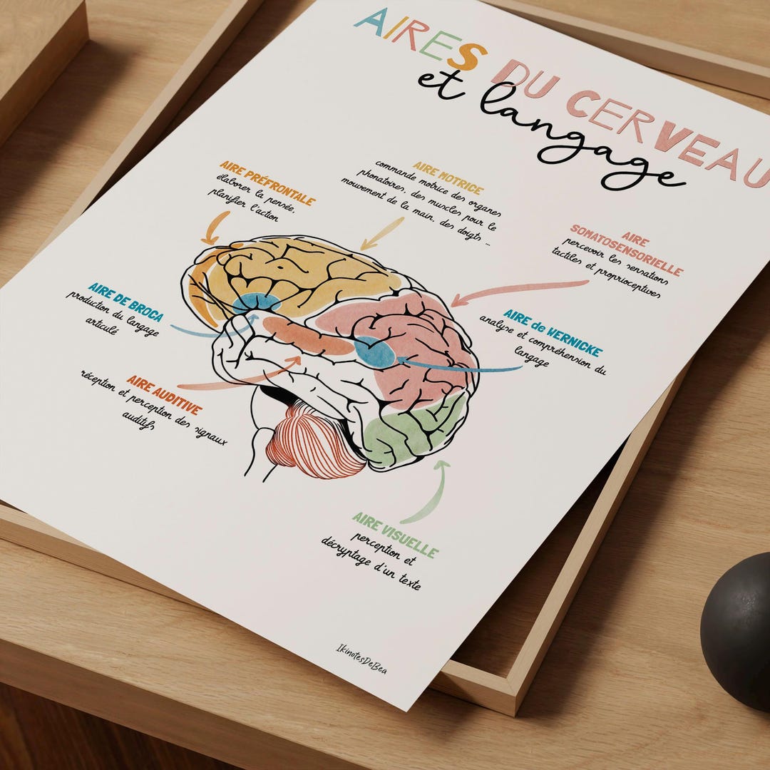 Speech Therapy Wall Art, Brain Anatomy Print in French, Language in the ...
