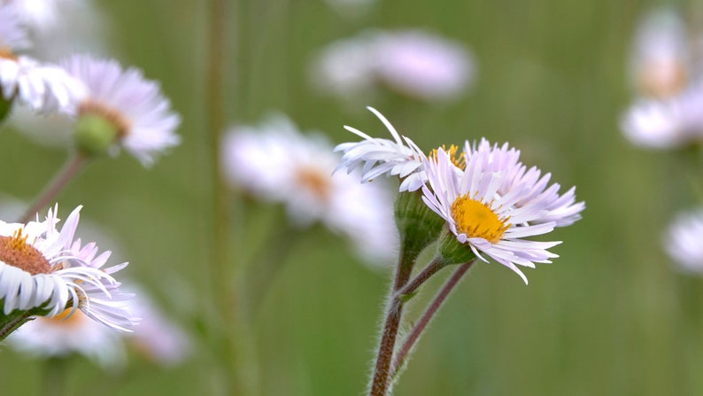 Daisy Beautiful White Flower Printable White Flower Photo - Etsy