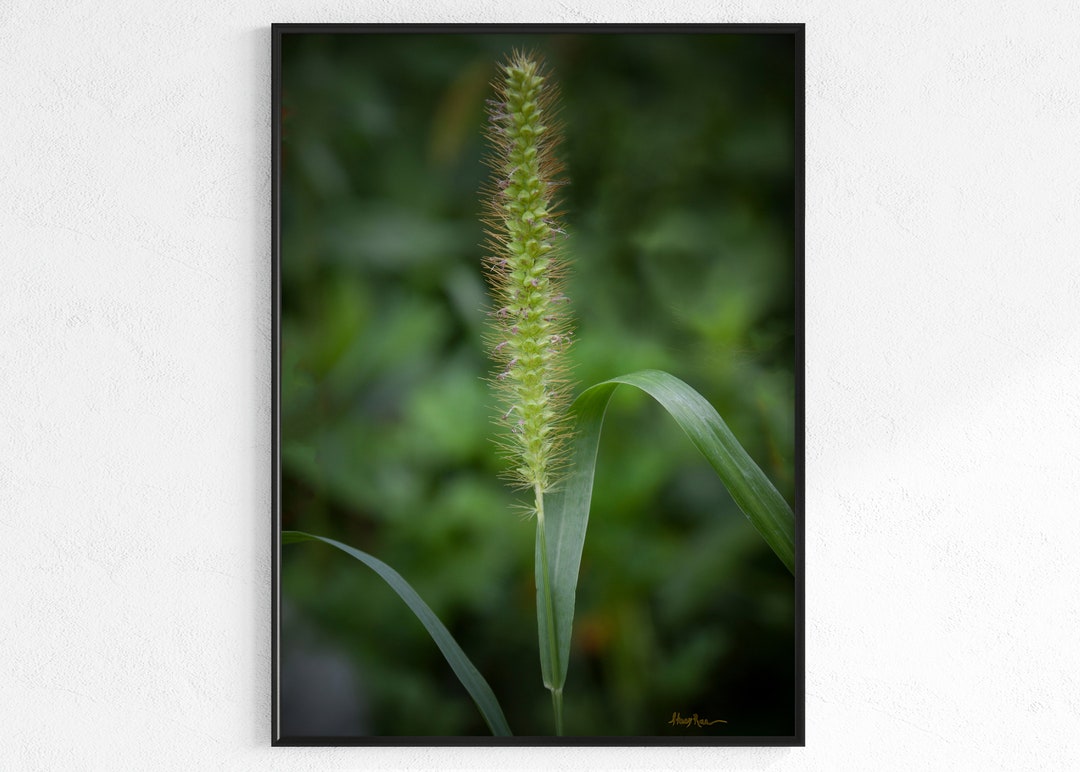 Grass Seed Pod Photo Wall Art, Photography Print, Home Décor, Color ...