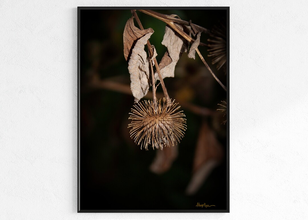 Brown Seed Pod Burr Color Photo Wall Art, Photography Print, Home Décor ...