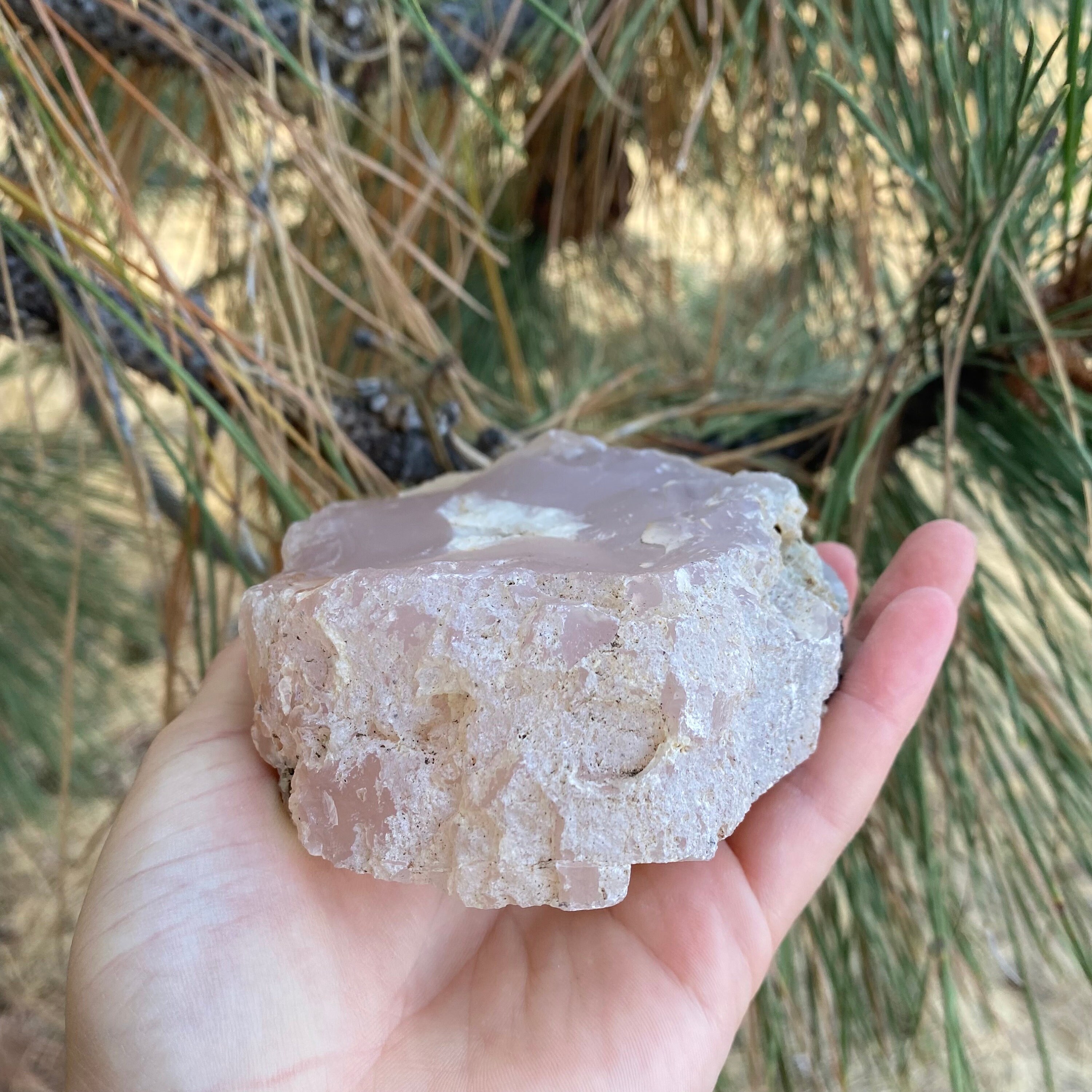 Pink Agate Limb Cast Petrified Wood From Oregon Polished Rock - Etsy