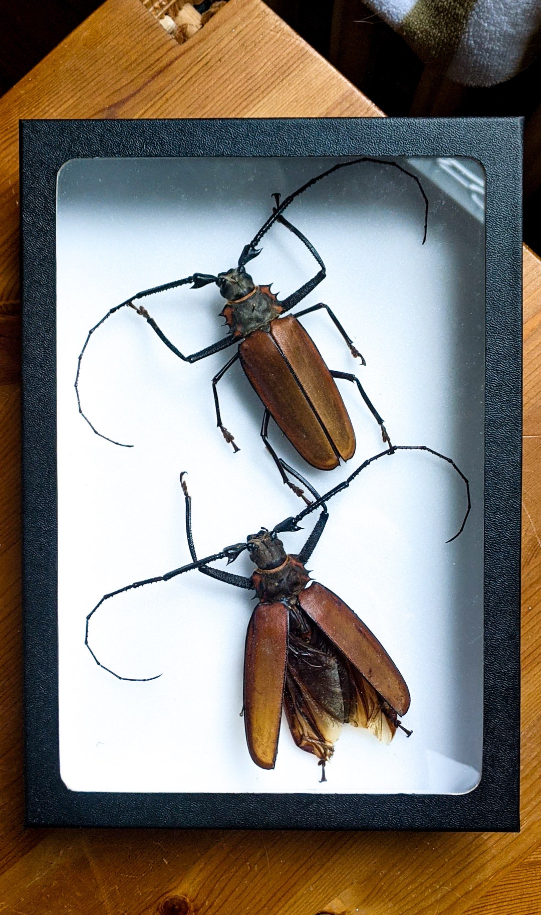 Callipogon Enopulceros Armillatus, Real Bug Insect Mount, Home Decor ...