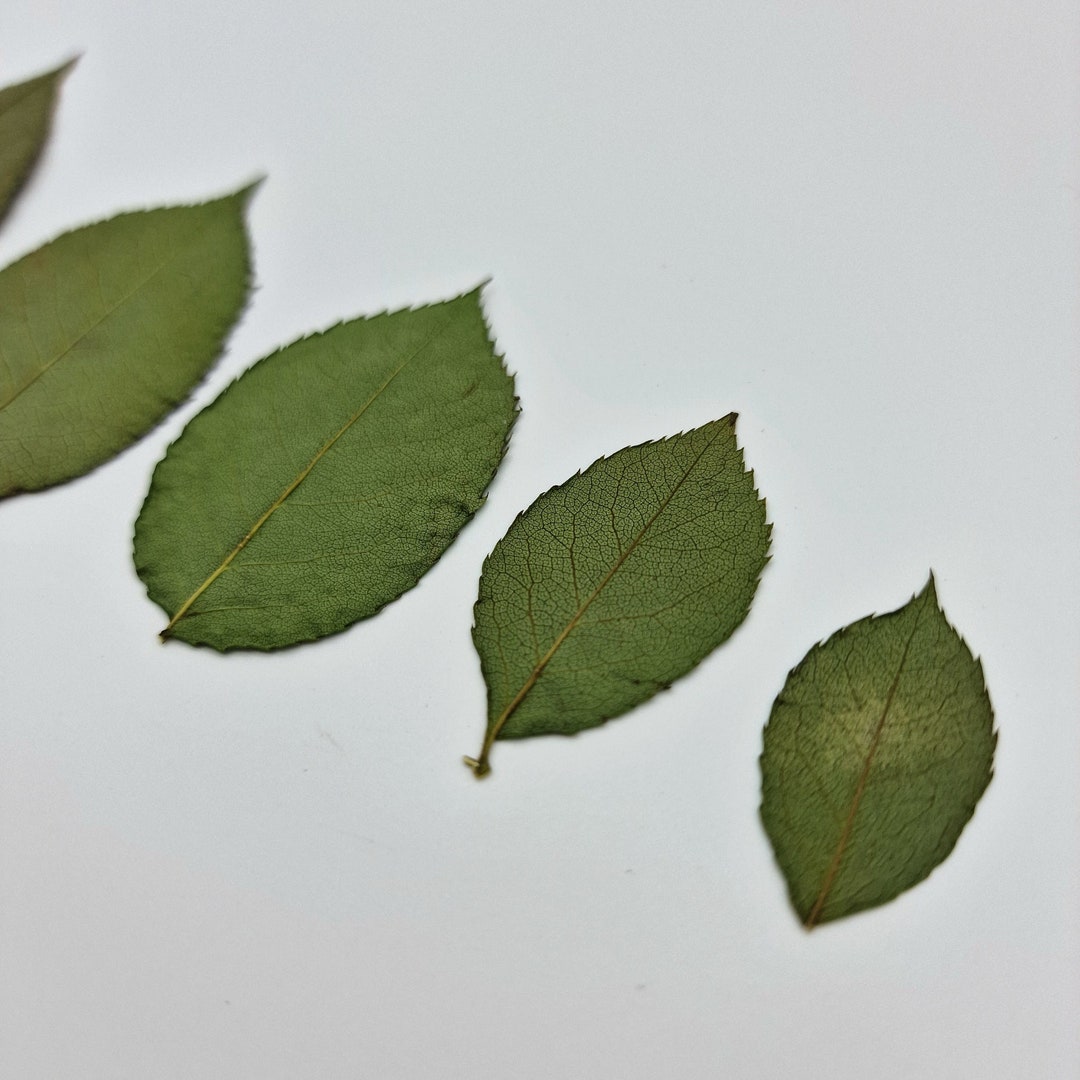 20 Green Rose Leaves, Pressed Leaf, Diffrent Size and Shape, for Art ...