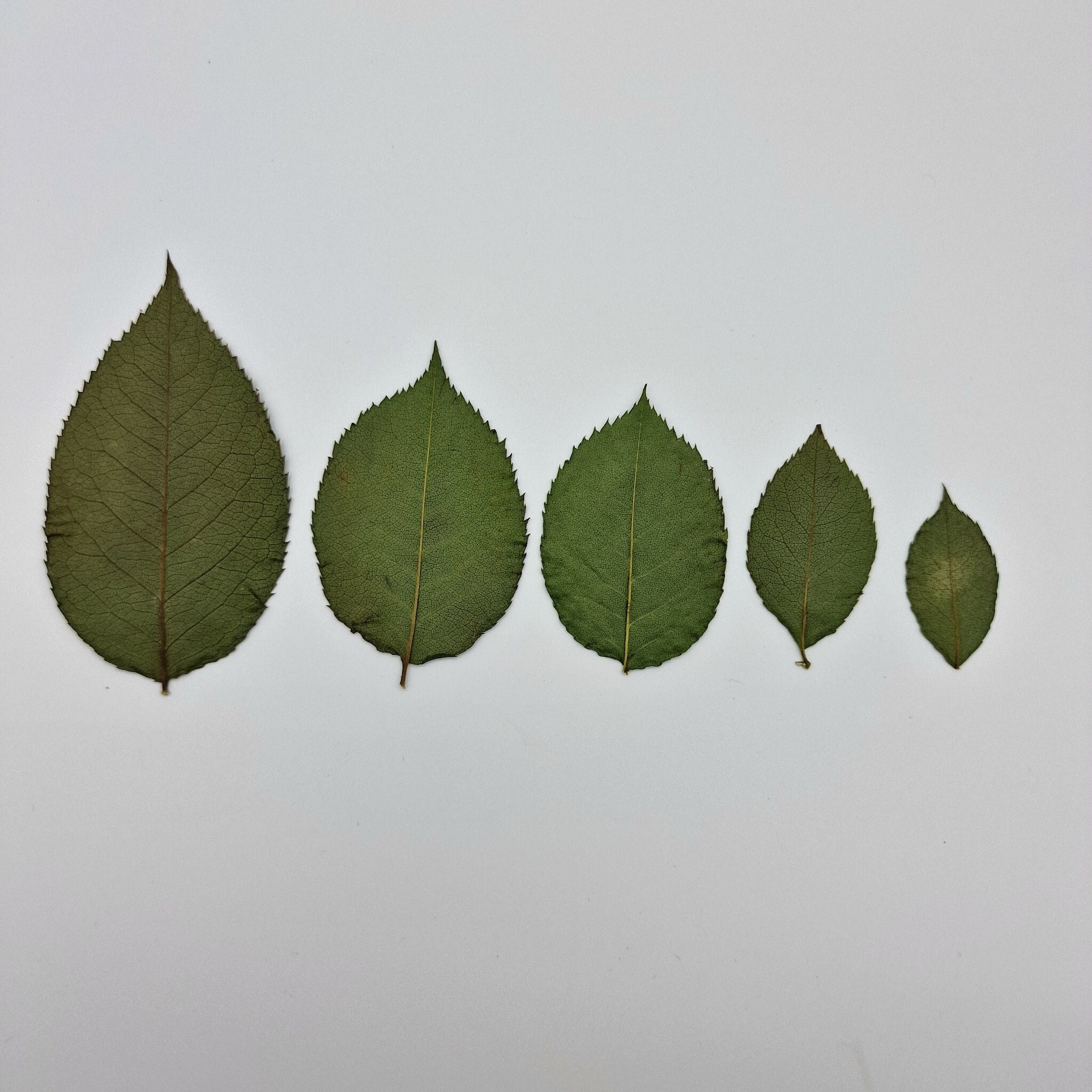 20 Green Rose Leaves, Pressed Leaf, Diffrent Size and Shape, for Art ...