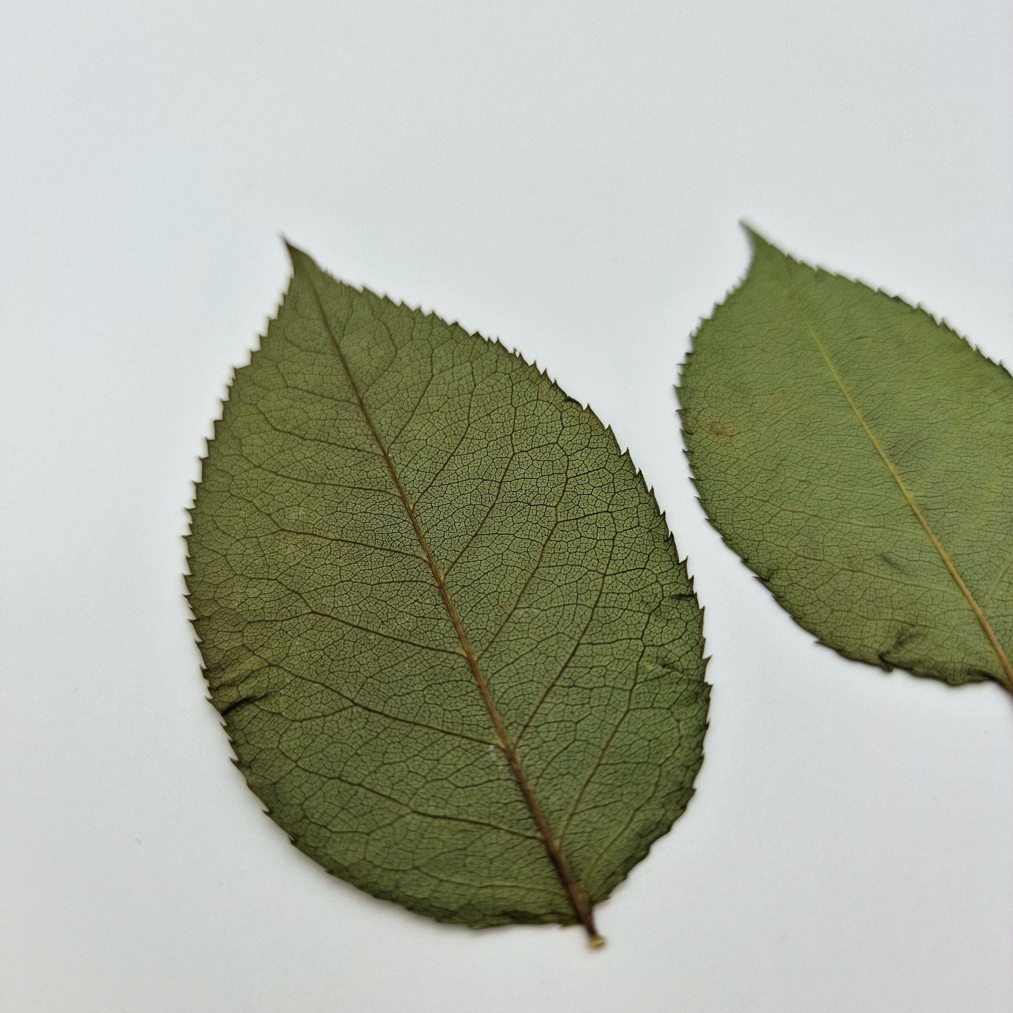 20 Green Rose Leaves, Pressed Leaf, Diffrent Size and Shape, for Art ...
