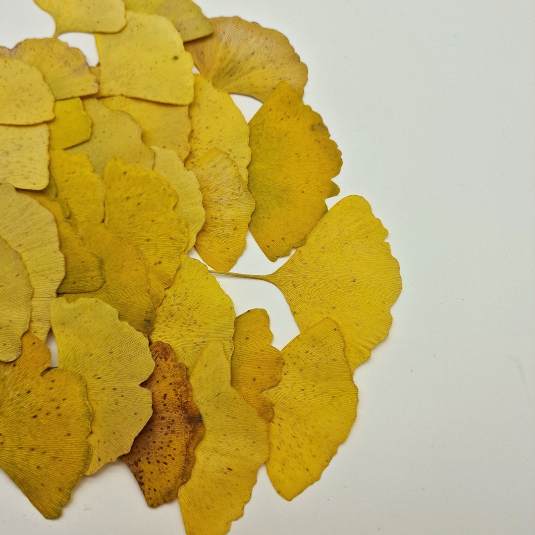 20 Pieces Yellow Ginkgo Biloba Leaves Umbrella Shape for Art - Etsy