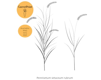 Purple Fountain Grass - Etsy