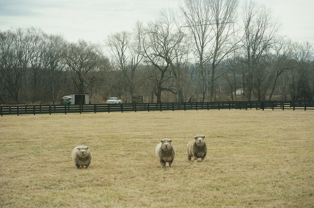 Three Little Sheep - Etsy