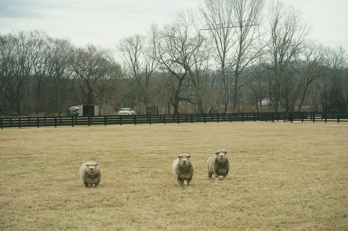 Three Little Sheep - Etsy