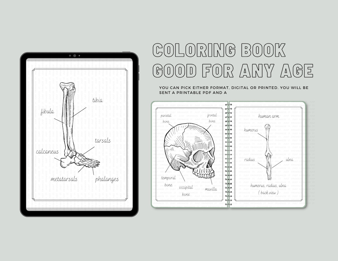 Human Anatomy Coloring Book | Printable or Digital | 24 Pages - Etsy