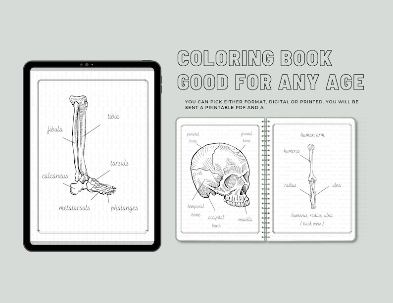 Human Anatomy Coloring Book | Printable or Digital | 24 Pages - Etsy