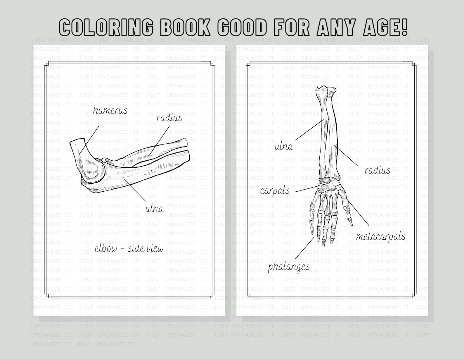 Human Anatomy Coloring Book | Printable or Digital | 24 Pages - Etsy