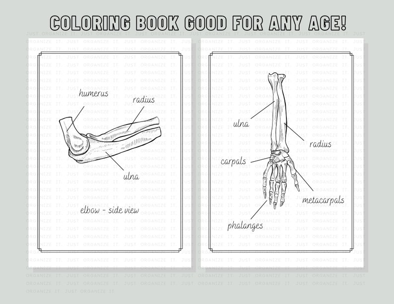 Human Anatomy Coloring Book | Printable or Digital | 24 Pages - Etsy