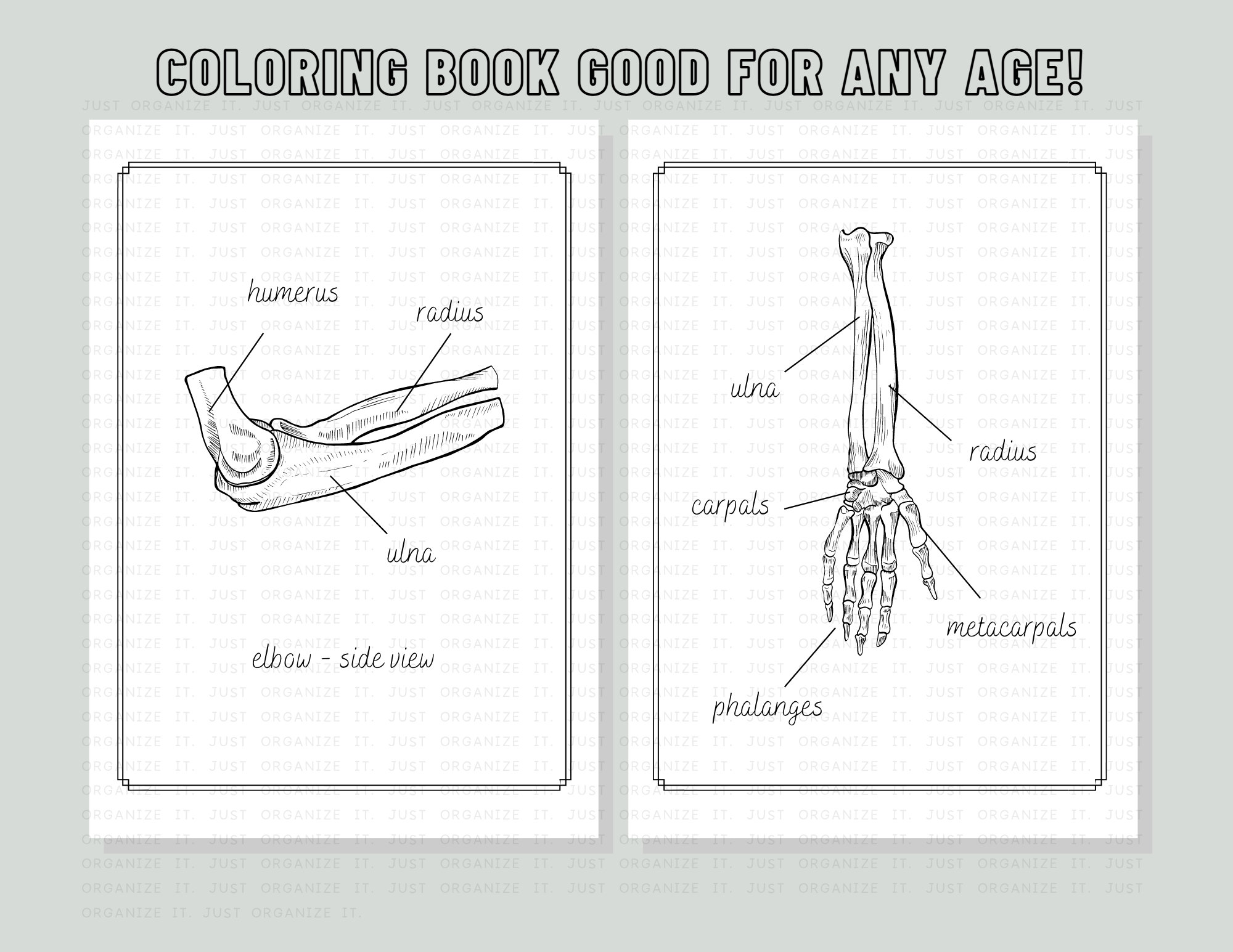 Human Anatomy Coloring Book | Printable or Digital | 24 Pages - Etsy