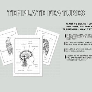 Human Anatomy Coloring Book | Printable or Digital | 24 Pages - Etsy