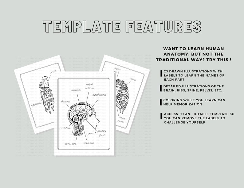 Human Anatomy Coloring Book | Printable or Digital | 24 Pages - Etsy