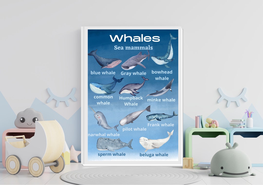 Children's Educational Illustration Whale Names,children's Educational ...