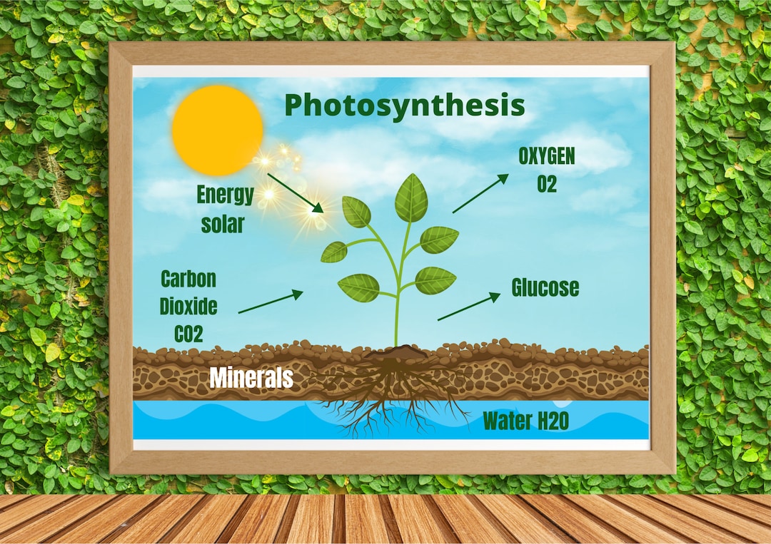 Children's Educational Illustration of Plant Photosynthesis,children's ...