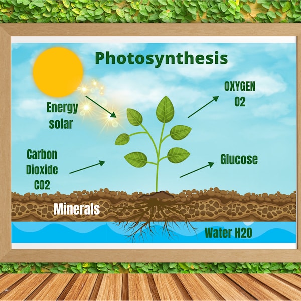 Photosynthesis Art - Etsy