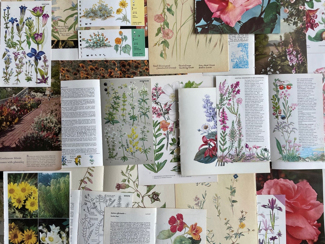 30 Vintage Floral/botanical Book Pages for Junk Journaling - Etsy
