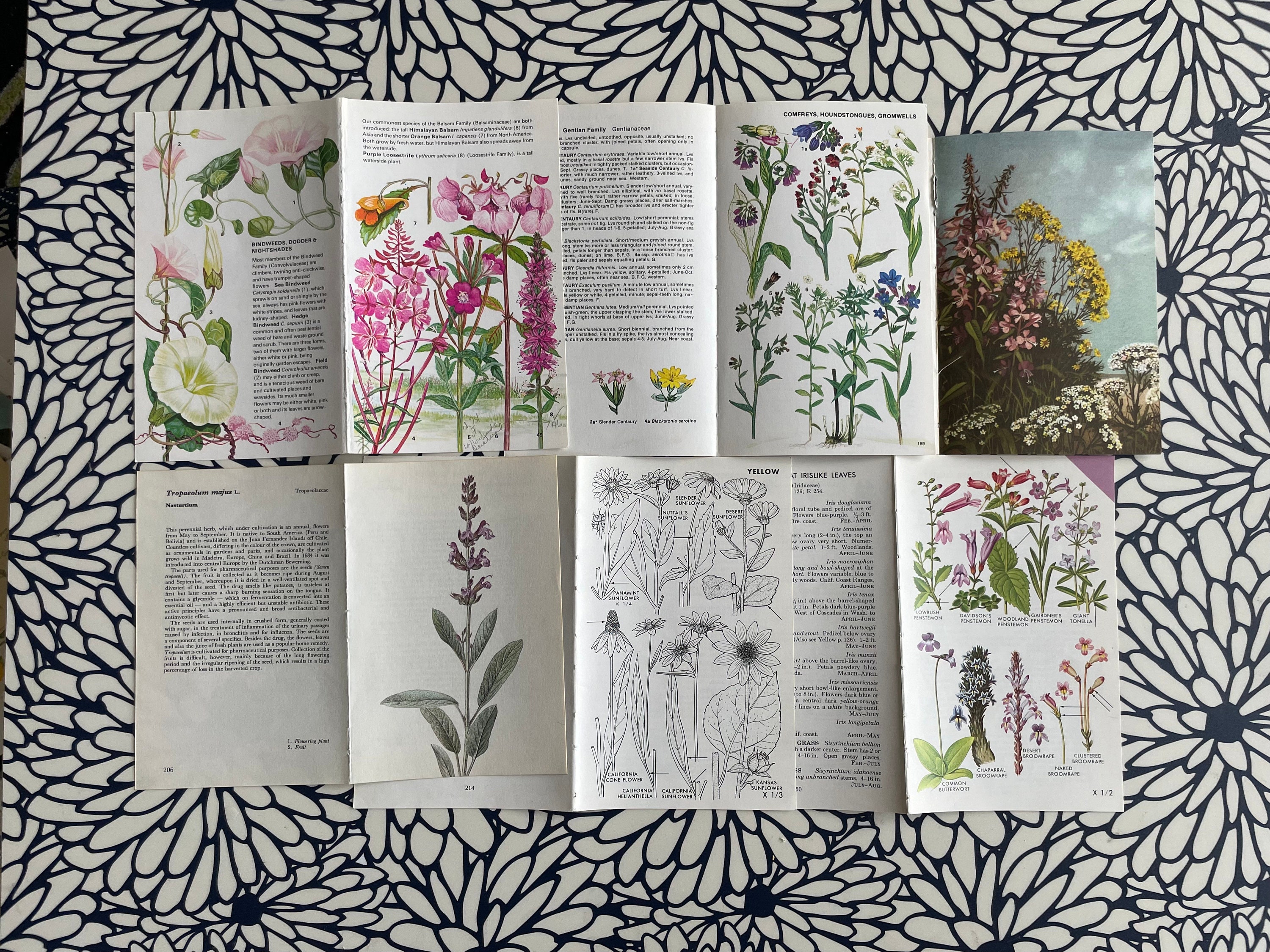 30 Vintage Floral/botanical Book Pages for Junk Journaling - Etsy