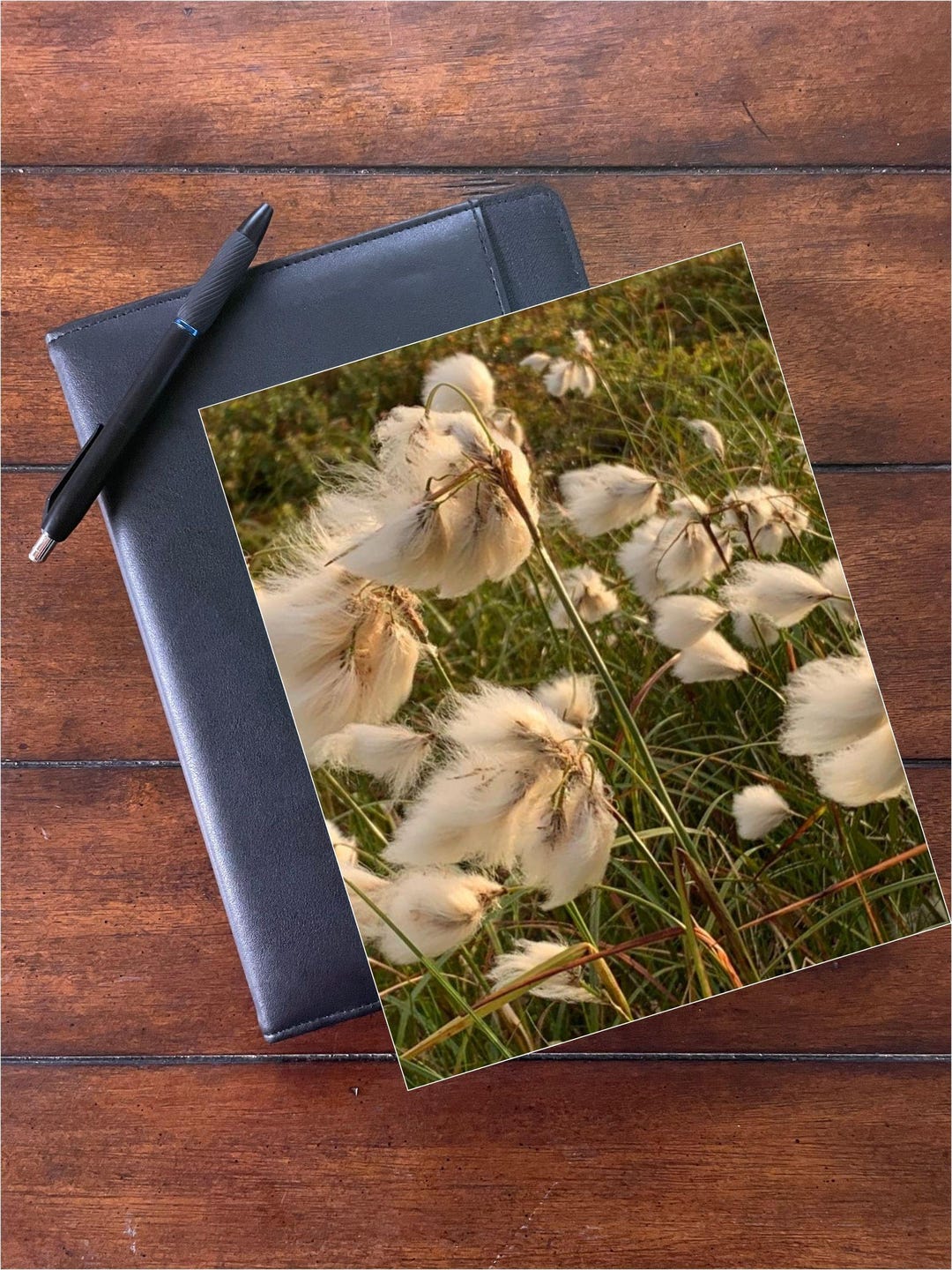 Cotton Grass, Plant Series, Writing Journals, Notebook, Journalism ...