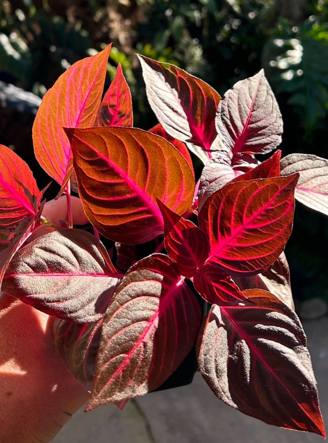 Iresine Herbstii (bloodleaf) - 3 Inch Potted Plant - Etsy