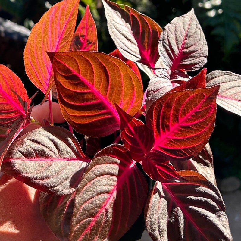 The Blood of God Plant - Etsy