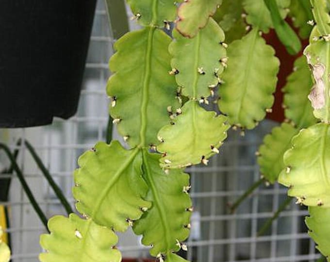 Schlumbergera/variegated Christmas Cactus 'norris Variegated' Plant - Etsy