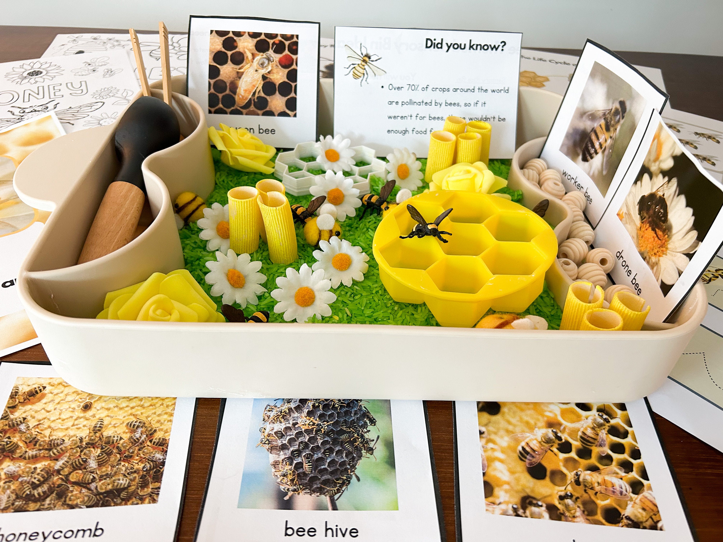 Honey Bee Unit Study and Activities early Childhood - Etsy