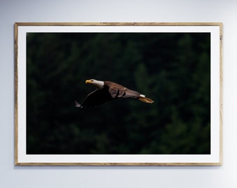 Bald Eagle Digital Download, Bald Eagle in Flight Photo Art, Bald Eagle ...
