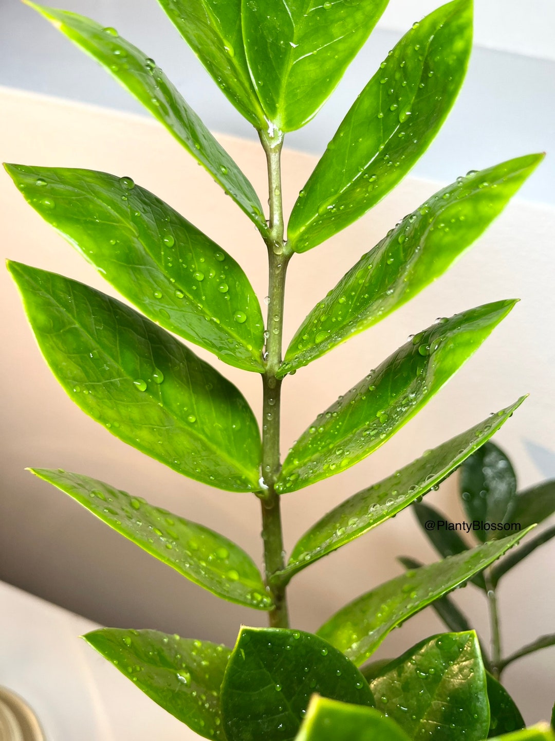 Green Zz Plant Cutting | Bouture De Zz Verte - Etsy Canada