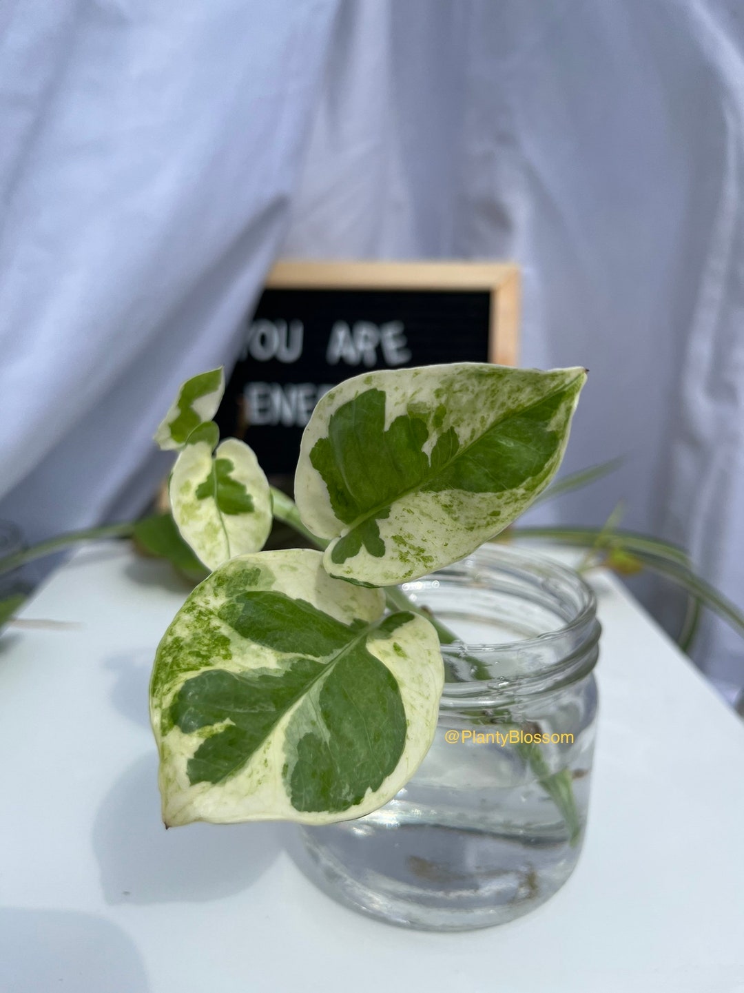 Pothos Pearls and Jade Cuttings Free Shipping Bouture De Pothos Pearl's ...